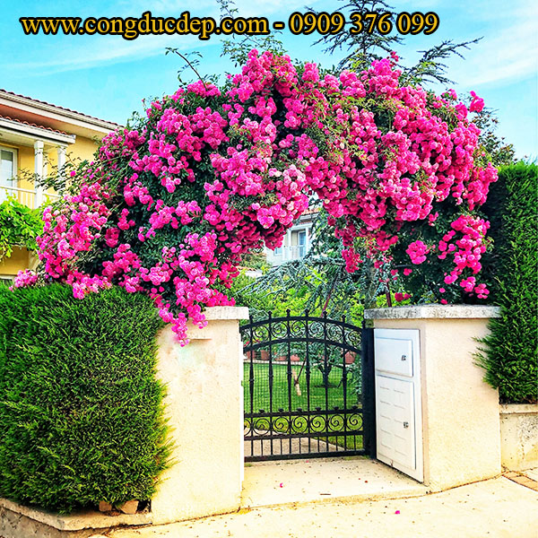 Các mẫu vòm cổng đẹp, cổng vòm hoa giấy, hoa hồng leo, vòm cổng sắt