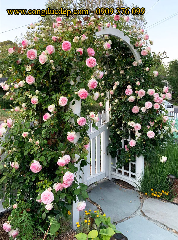 Các mẫu vòm cổng đẹp, cổng vòm hoa giấy, hoa hồng leo, vòm cổng sắt